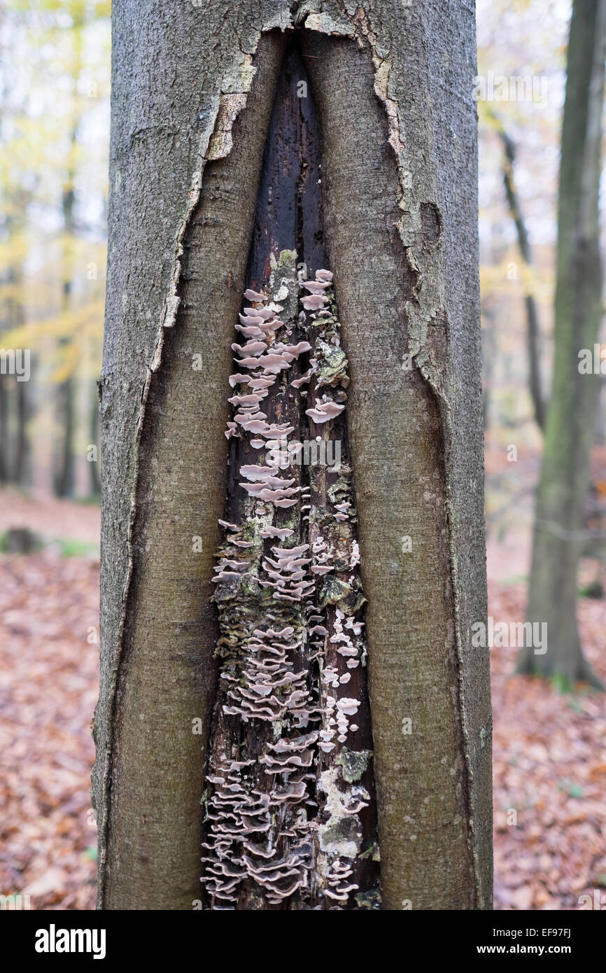 Fungus growing in a cut through the bark of a tree in woodland Stock ...