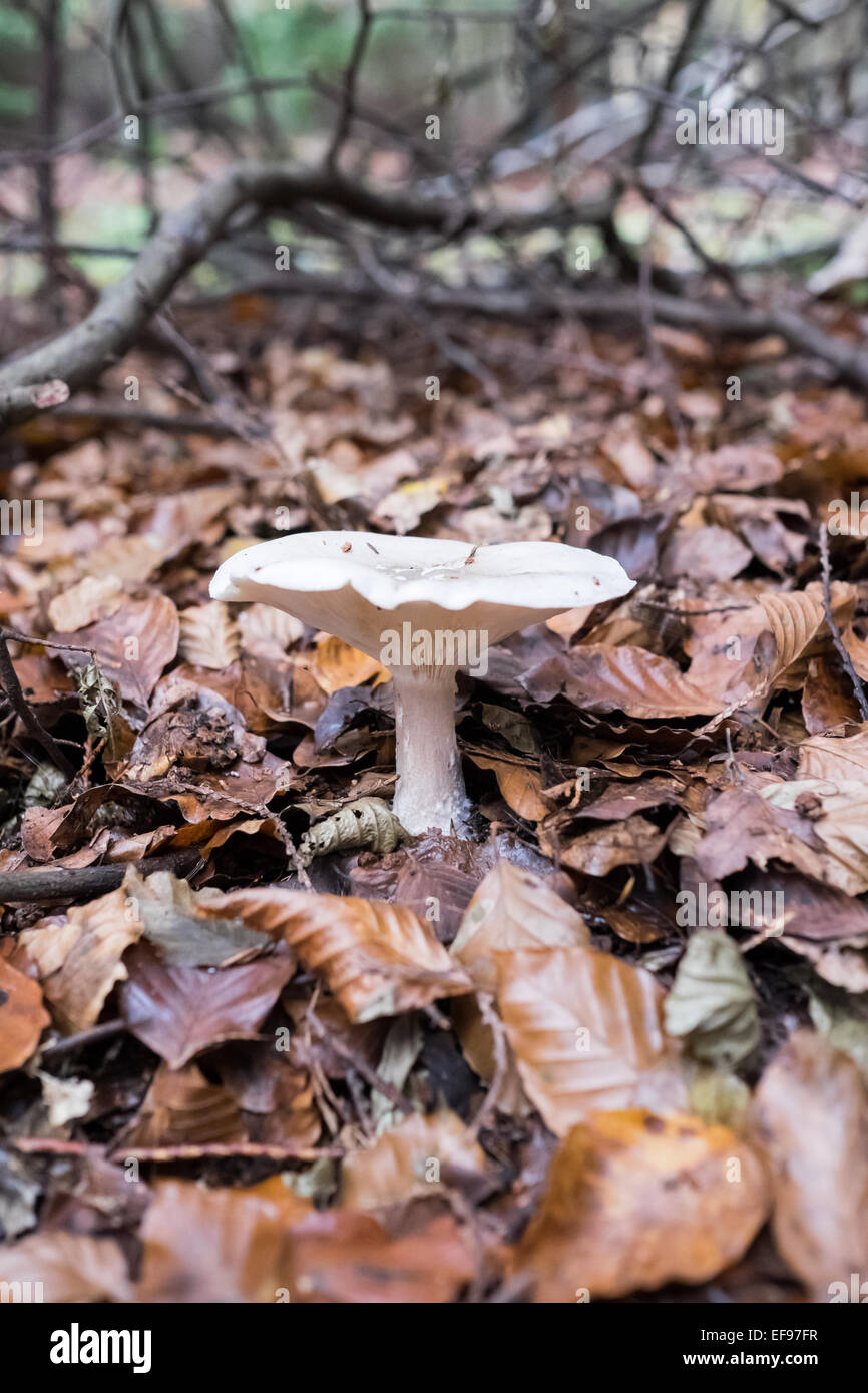 White toadstools hi-res stock photography and images - Alamy