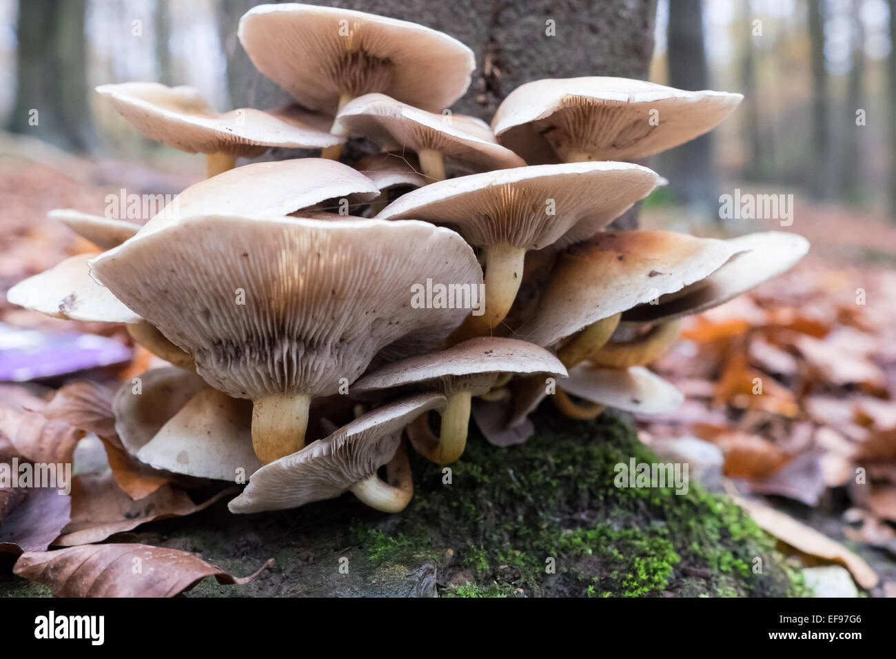 White toadstools hi-res stock photography and images - Alamy