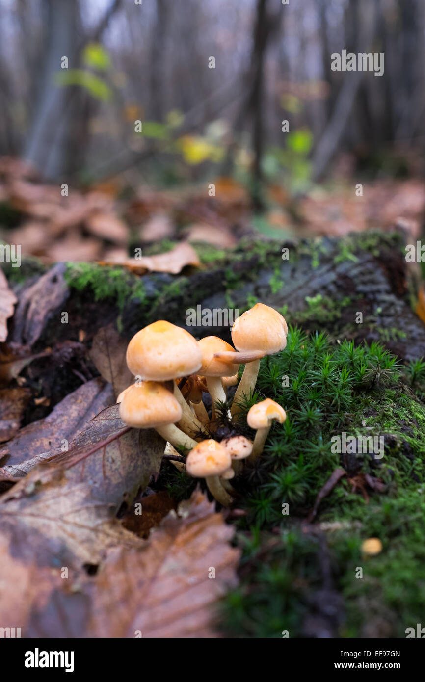 Yellow toadstools growing on a mossy tree stump in woodland Stock Photo ...