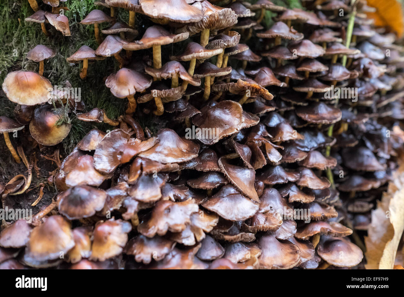 Hundreds of brown toadstools growing on the side of a tree in woodland ...