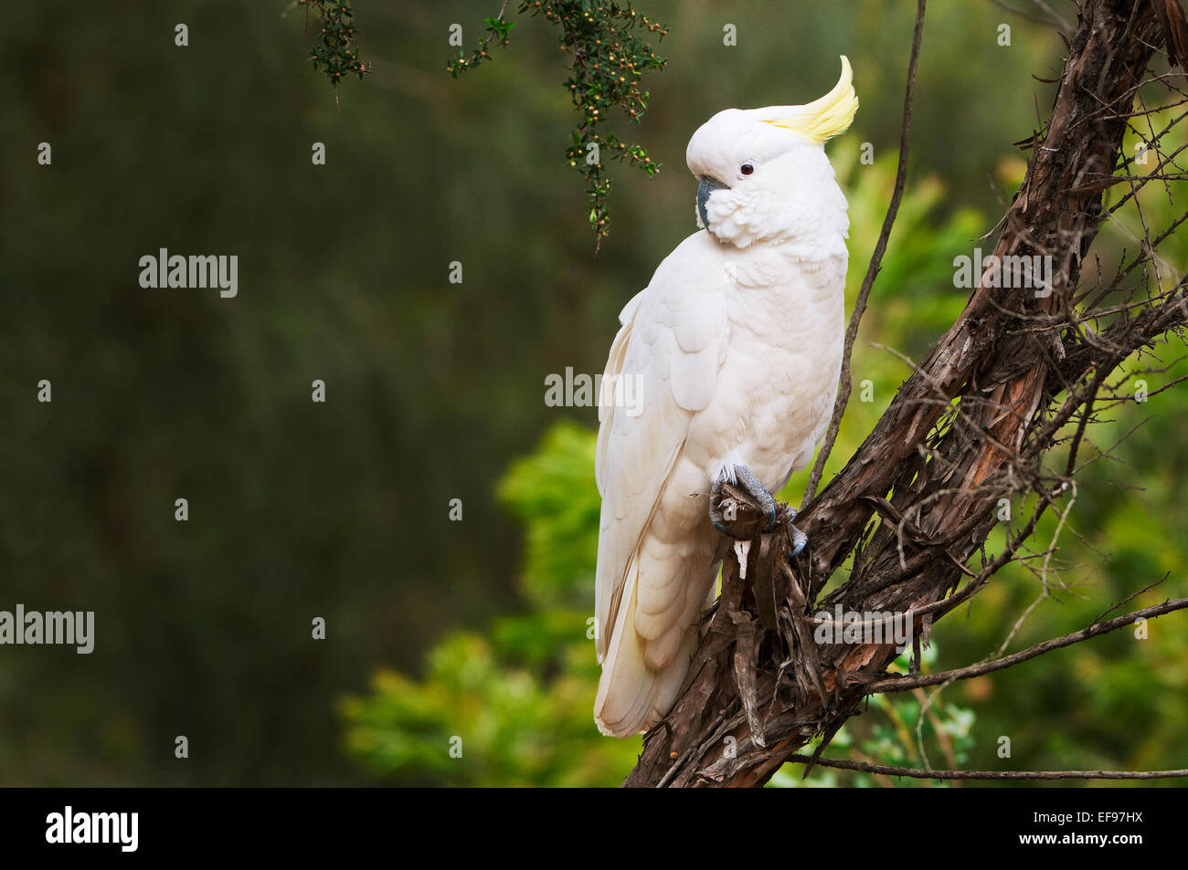 White cockatoo in tree hi-res stock photography and images - Alamy