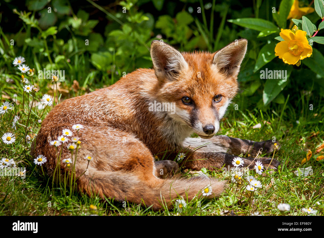 Red fox cub hi-res stock photography and images - Alamy