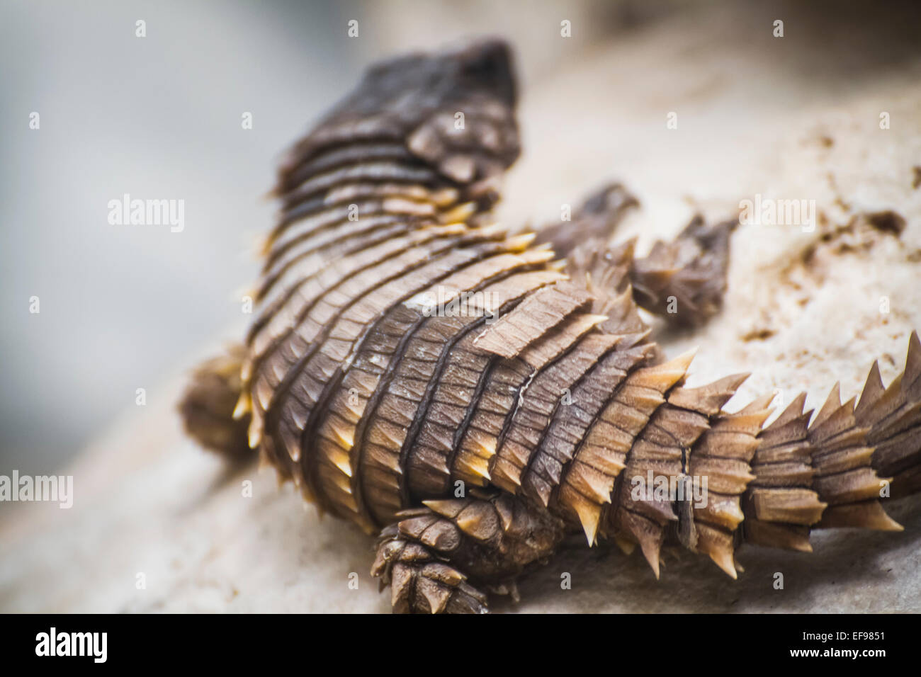 scaly lizard skin resting in the sun Stock Photo - Alamy