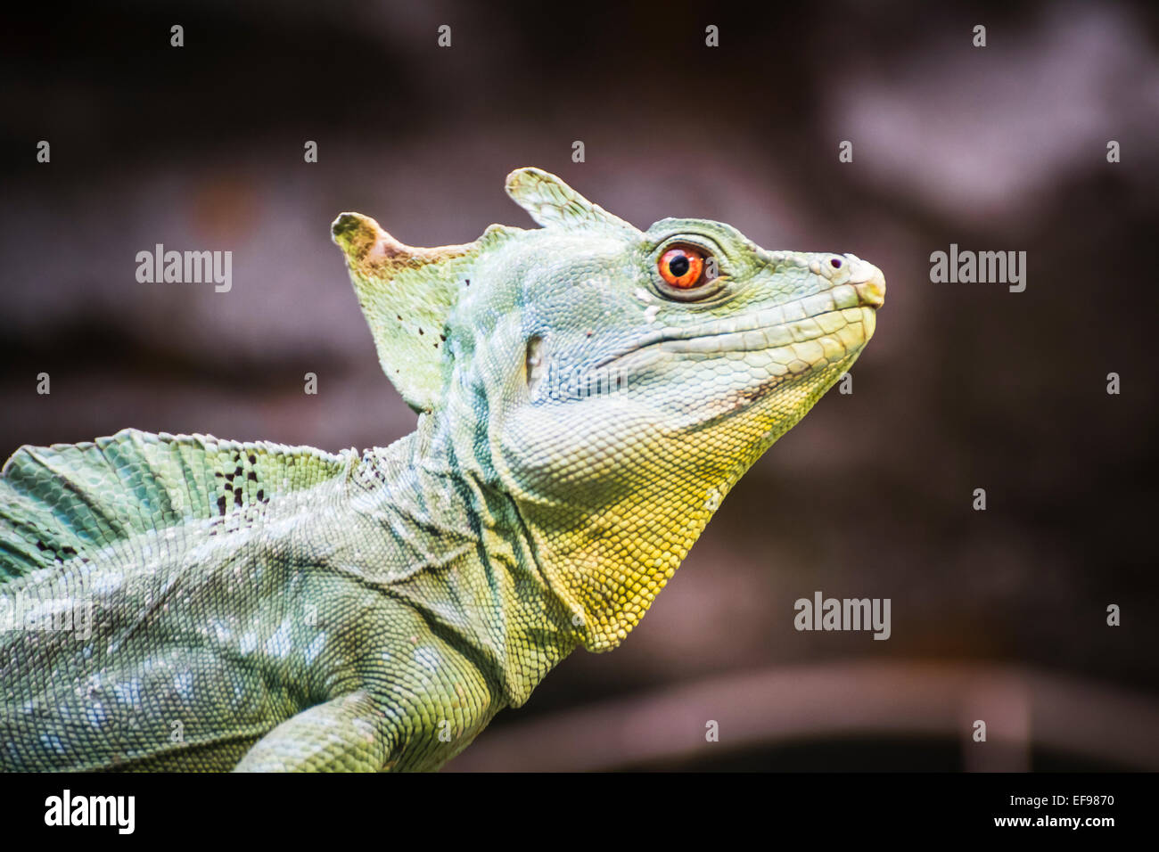 scaly lizard skin resting in the sun Stock Photo - Alamy