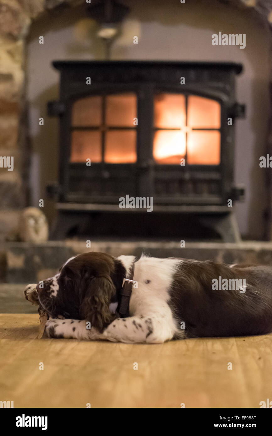 Wood burner dog hi-res stock photography and images - Alamy