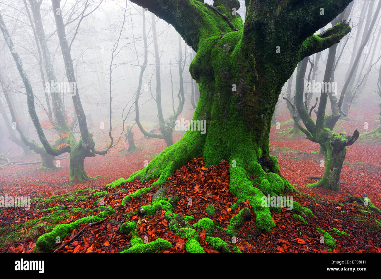 the deep of the forest Stock Photo - Alamy