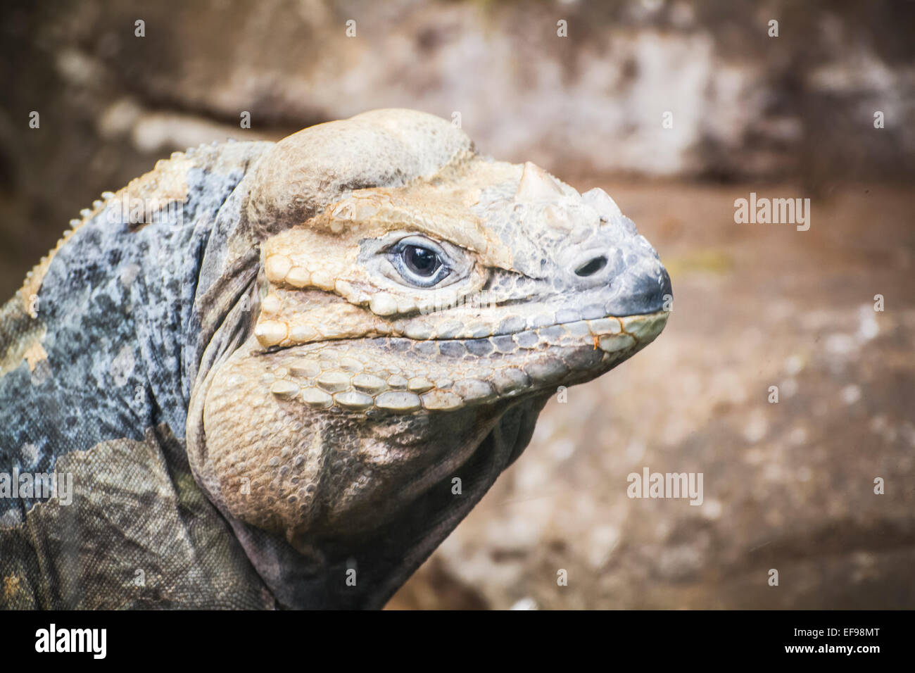 scaly lizard skin resting in the sun Stock Photo - Alamy