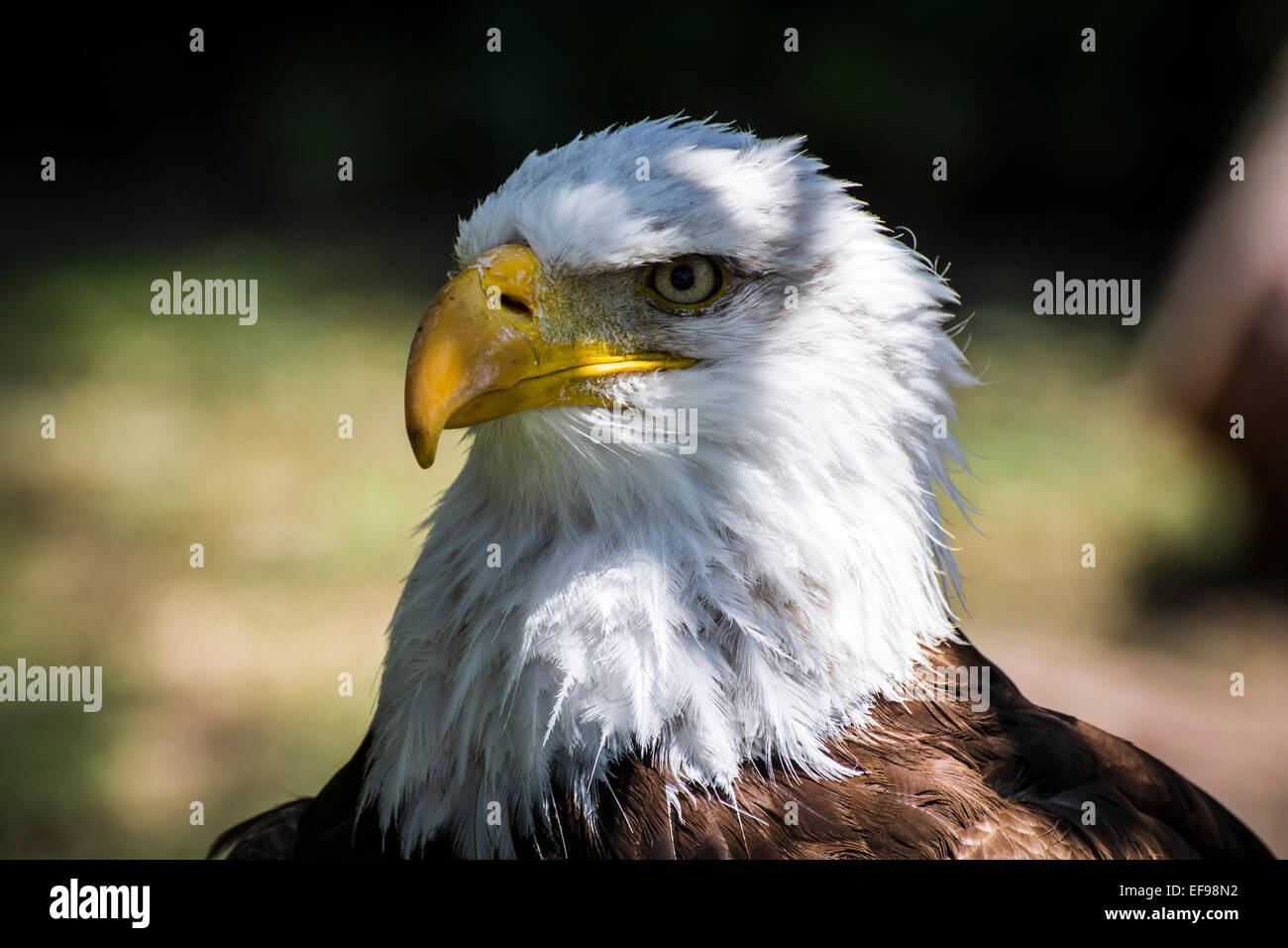 American white-headed eagle Stock Photo - Alamy