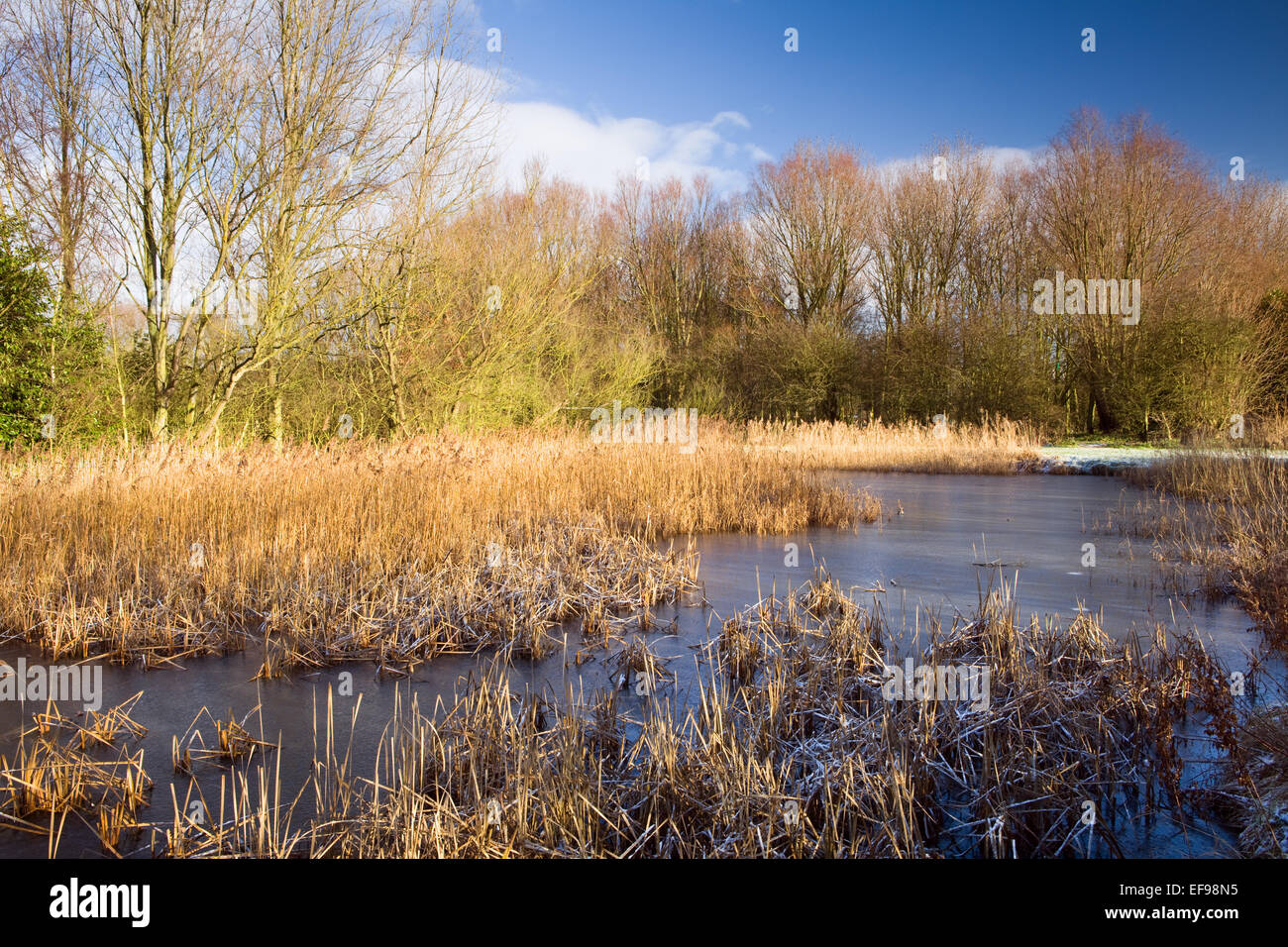The Humber Bridge Viewing Area pond on a cold winter day in January ...