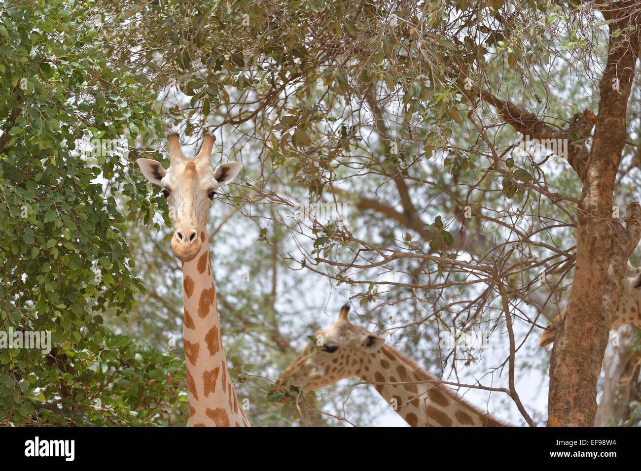 West African Giraffe - Niger Giraffe - Nigerian Giraffe (Giraffa ...