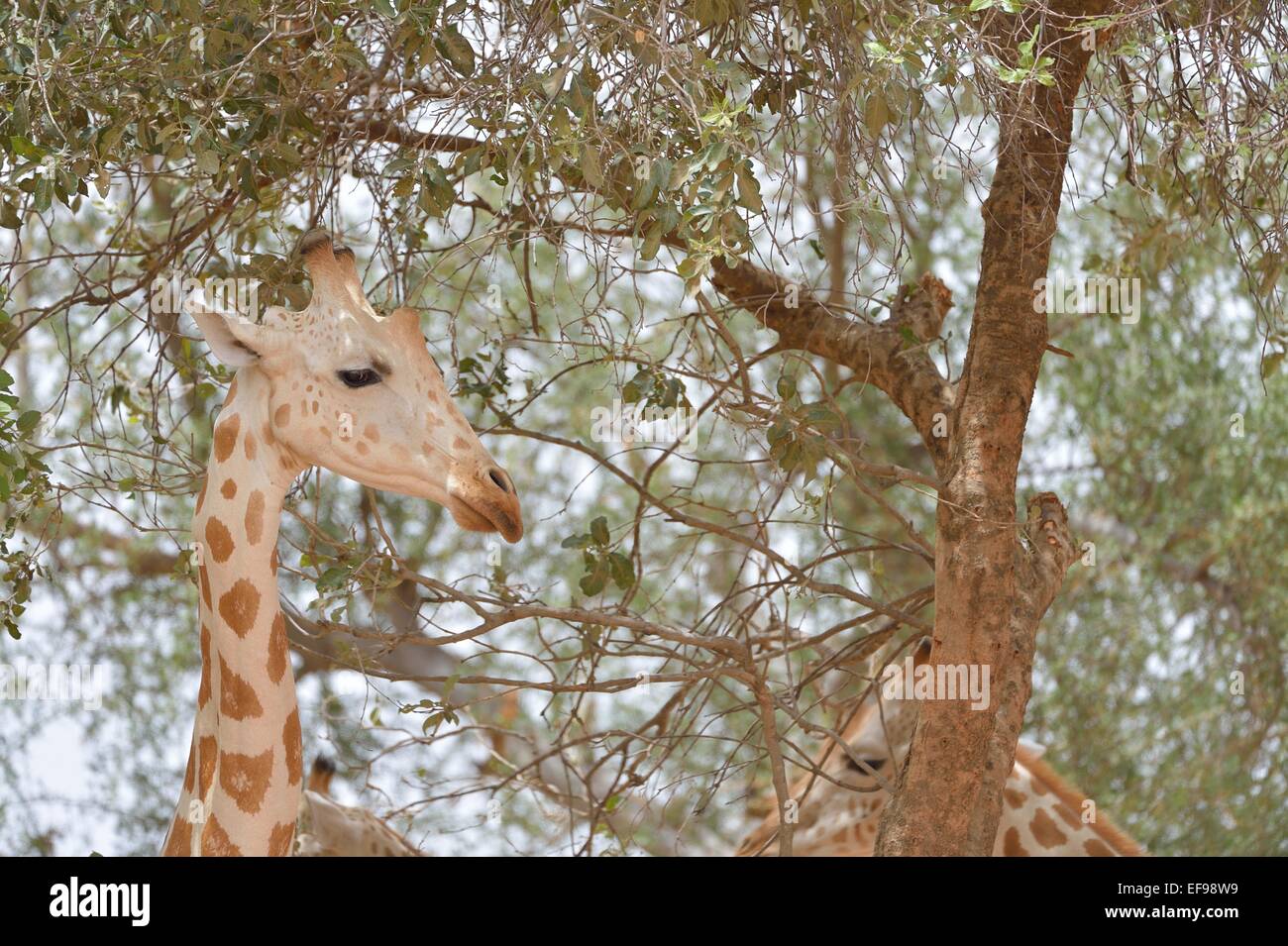 Giraffe with african trees hi-res stock photography and images - Alamy