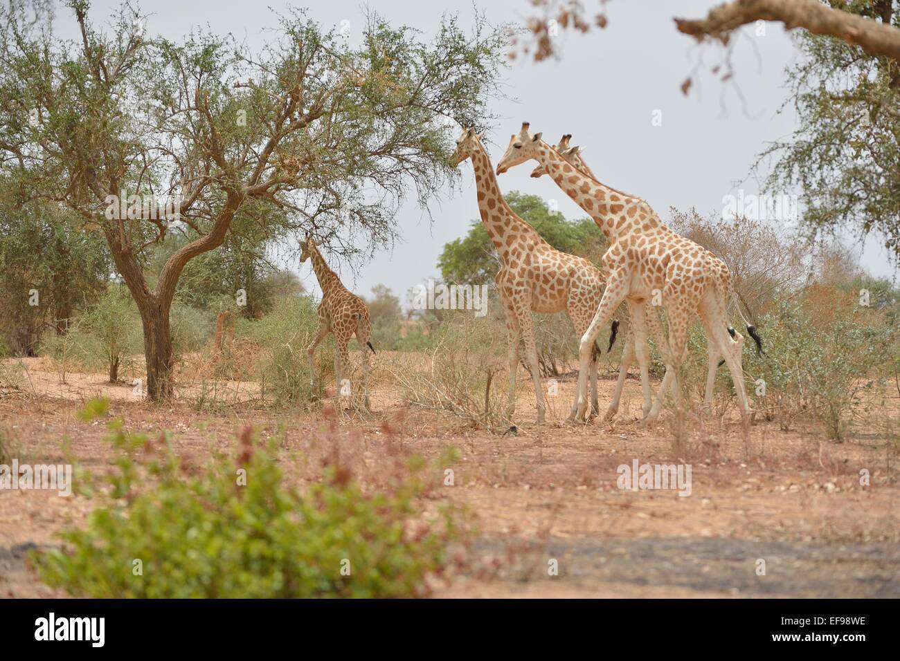 West African Giraffe - Niger Giraffe - Nigerian Giraffe (Giraffa ...