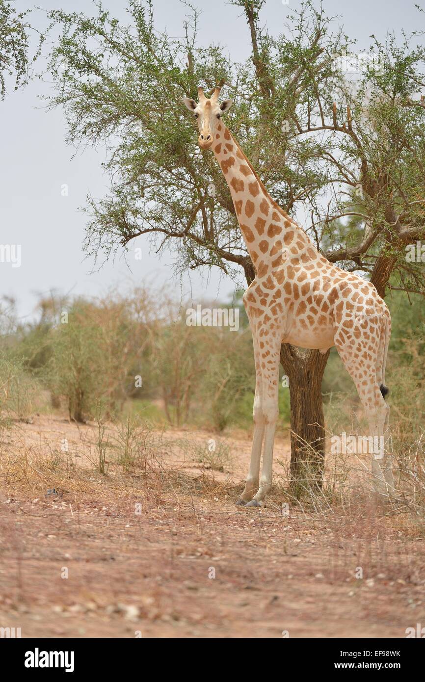 Nigerian giraffe giraffa camelopardalis peralta hi-res stock ...