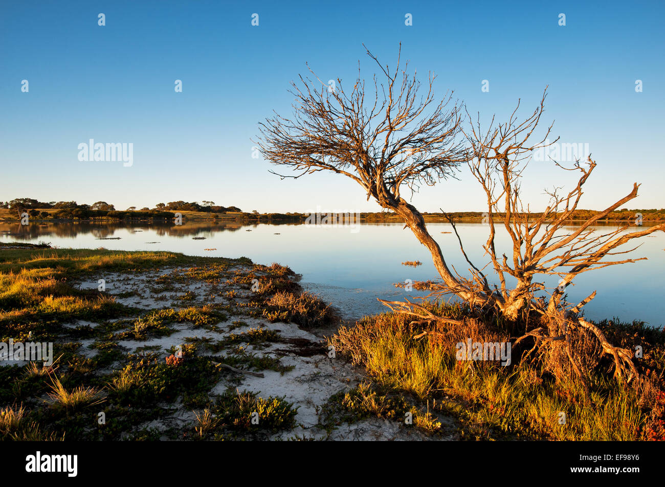 Coorong national hi-res stock photography and images - Alamy