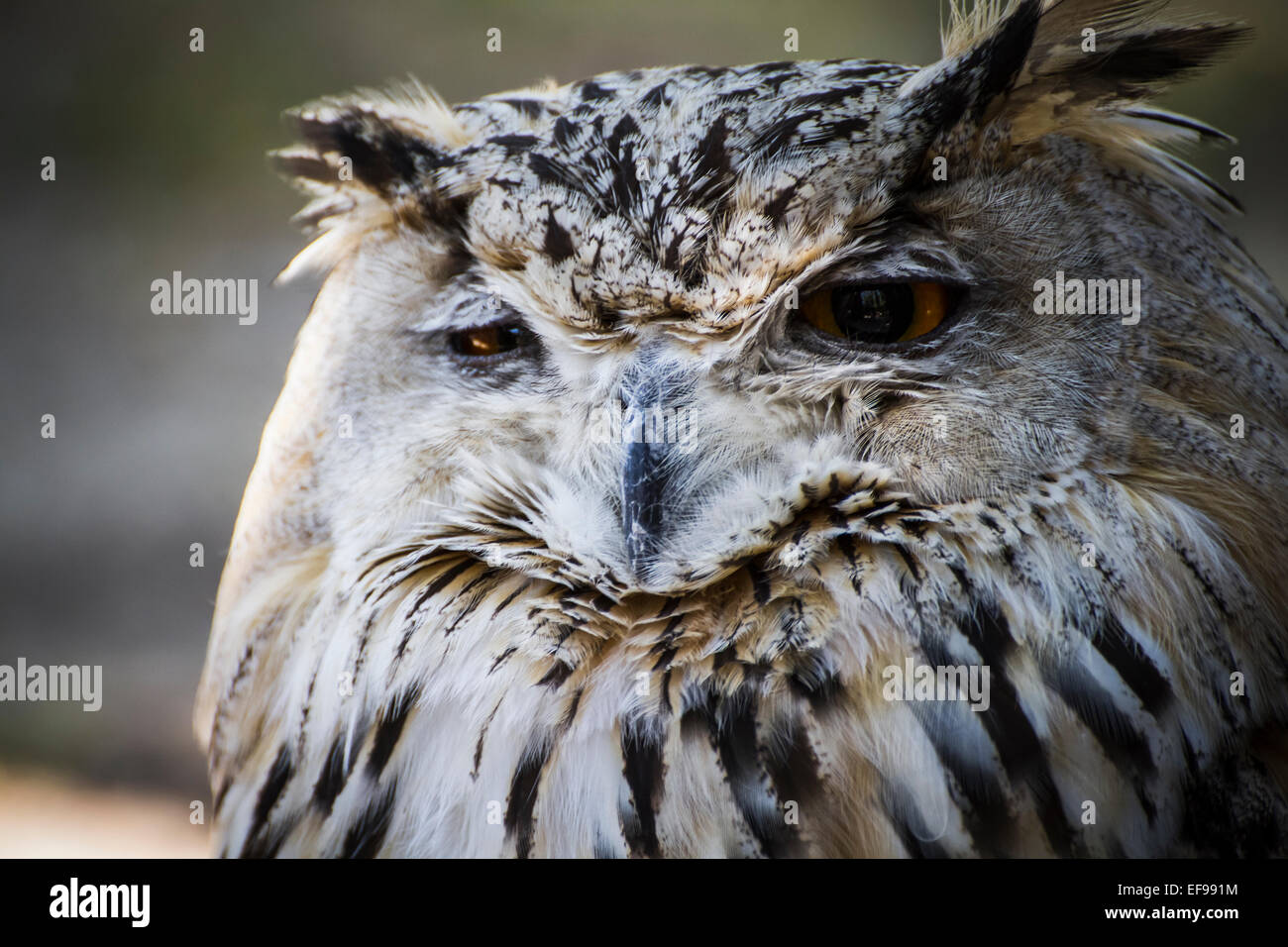 Spanish owl in a medieval fair raptors Stock Photo - Alamy