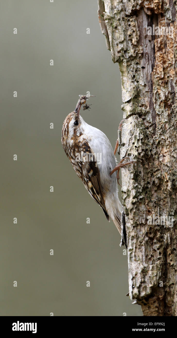 Treecreeper with insects near the nest site Stock Photo - Alamy