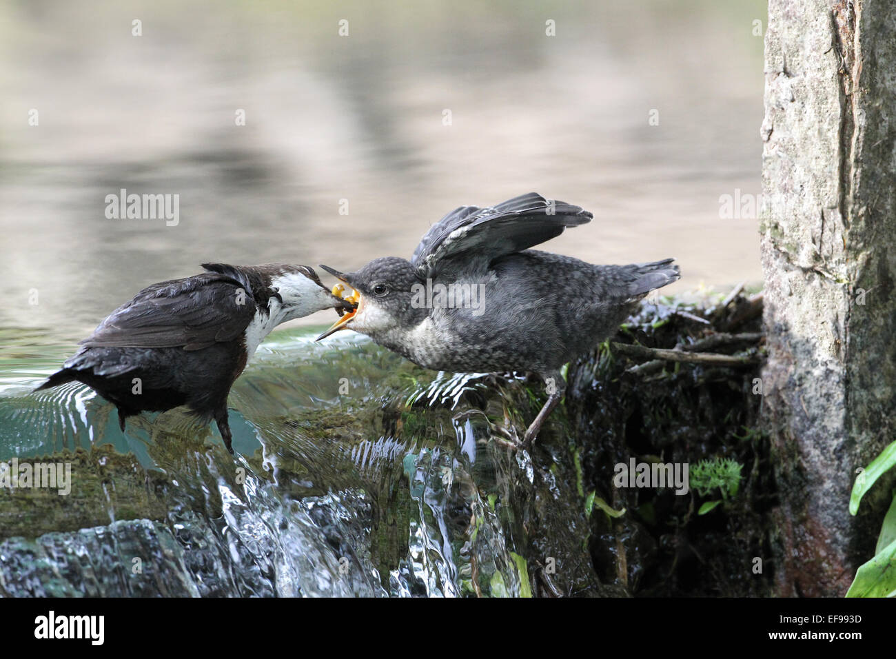 Dipper bird feeding on hi-res stock photography and images - Alamy