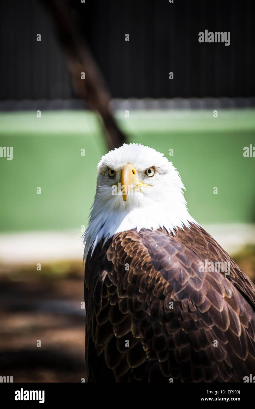 American white-headed eagle Stock Photo - Alamy