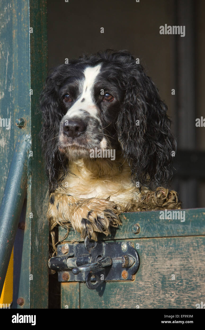 Black And White Springer Spaniel High Resolution Stock Photography and ...