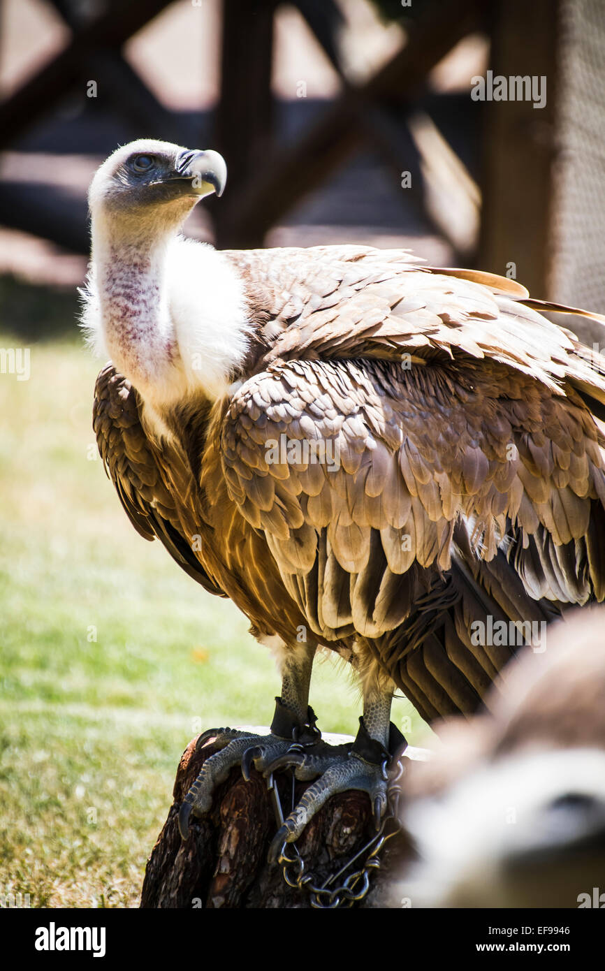 scavenger vulture resting on a branch Stock Photo - Alamy