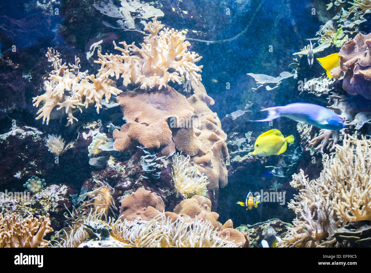 seabed with fish and coral reef Stock Photo - Alamy