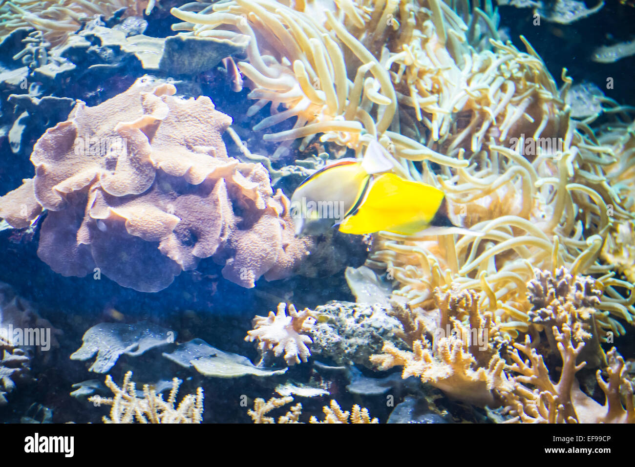 seabed with fish and coral reef Stock Photo - Alamy