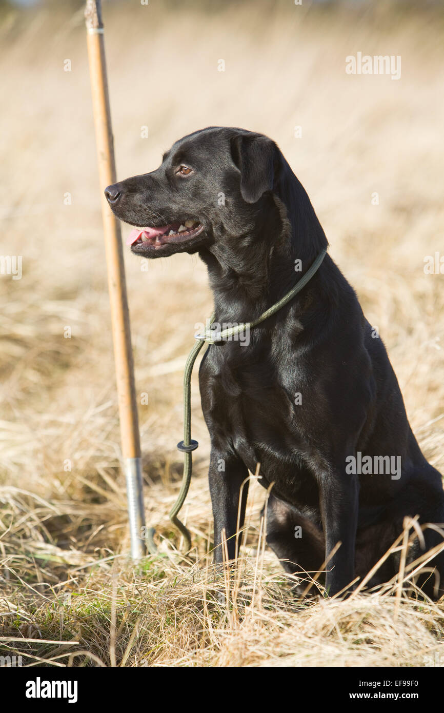 A Black Labrador Retriever on a pheasant shoot in England Stock Photo ...