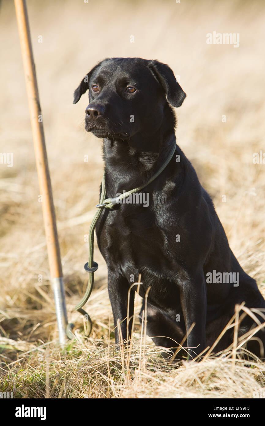 A Black Labrador Retriever on a pheasant shoot in England Stock Photo ...