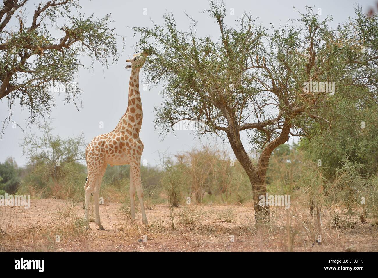 West African Giraffe Eating