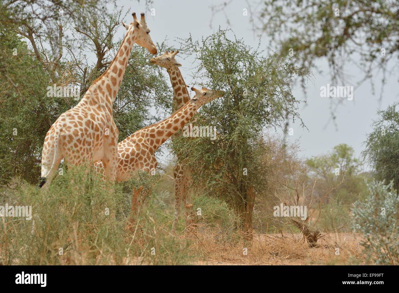 West African Giraffe - Niger Giraffe - Nigerian Giraffe (Giraffa ...