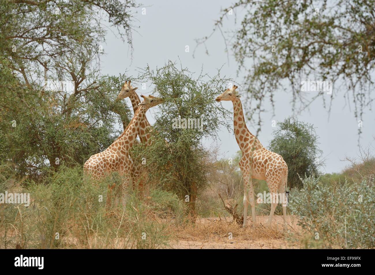 West African Giraffe - Niger Giraffe - Nigerian Giraffe (Giraffa ...