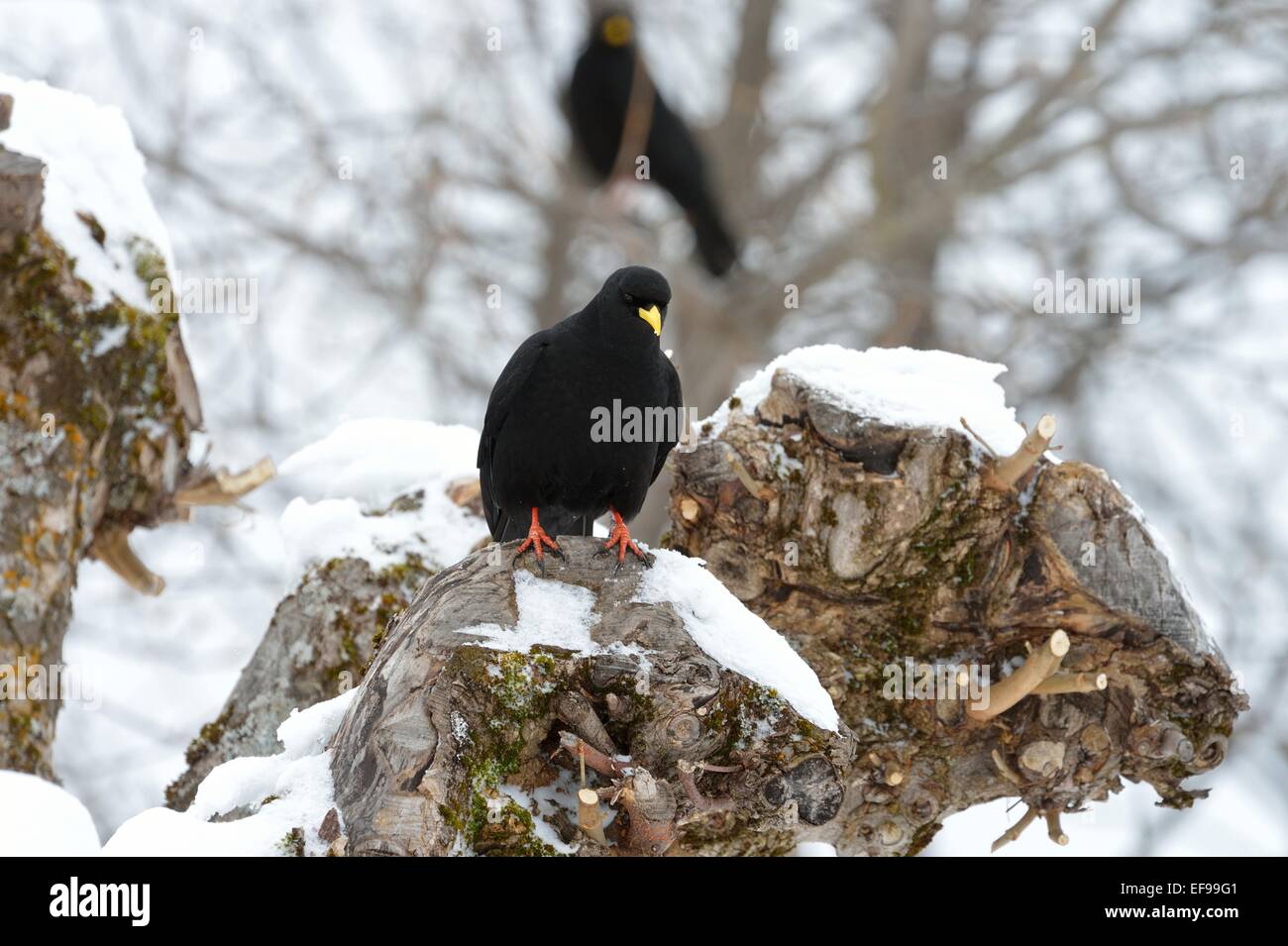 Alpine Chough - Yellow-billed Chough (Pyrrhocorax graculus) perched on ...