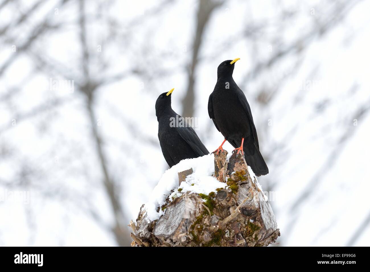 Alpine Chough - Yellow-billed Chough (Pyrrhocorax graculus) pair ...