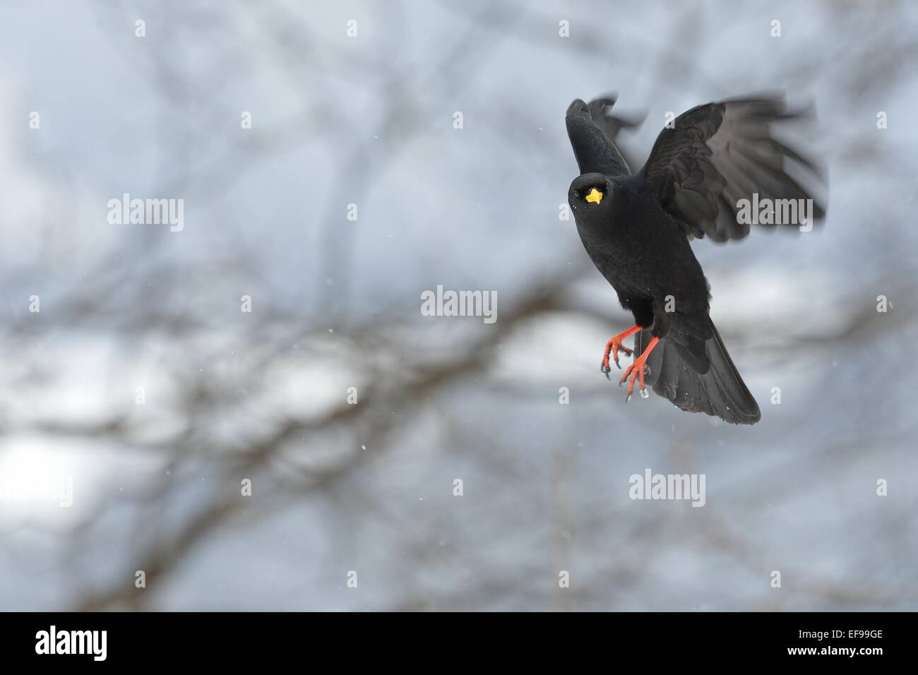 Alpine Chough - Yellow-billed Chough (Pyrrhocorax graculus) in flight ...