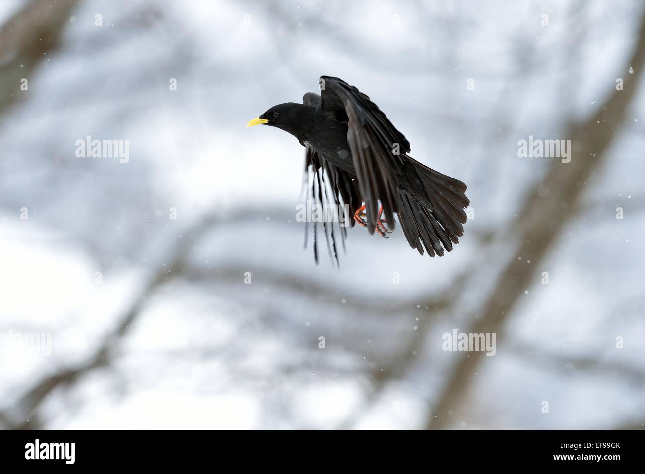 Alpine Chough - Yellow-billed Chough (Pyrrhocorax graculus) in flight ...