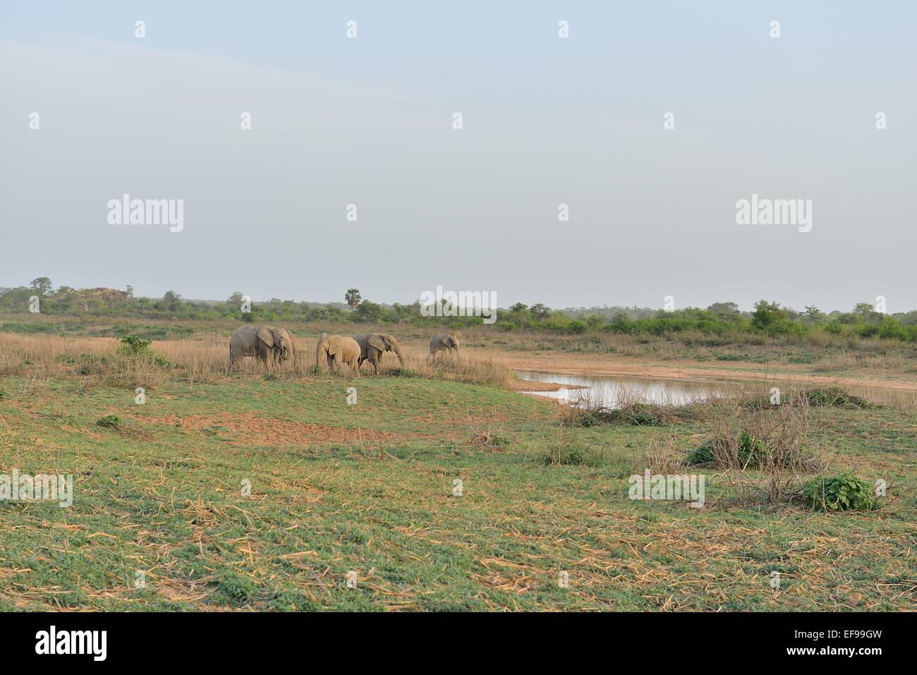 Western African Bush Elephant (Loxodonta africana) feeding on the Niger ...