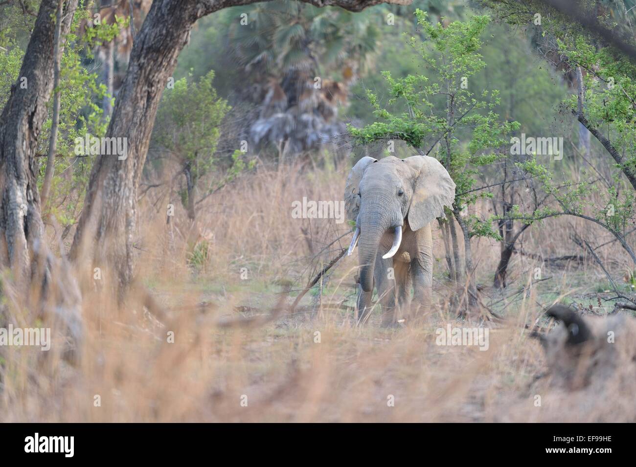 Benin africa park hi-res stock photography and images - Alamy