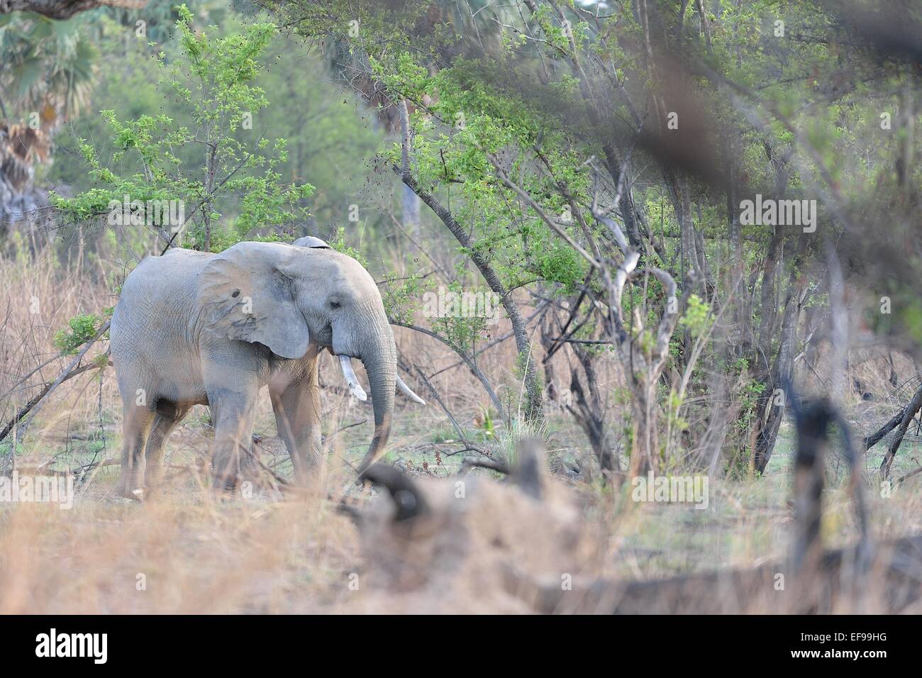Benin africa park hi-res stock photography and images - Alamy