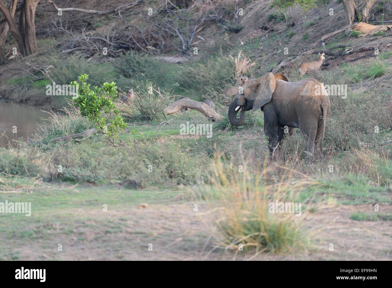 Western African Bush Elephant (Loxodonta africana) feeding near the ...