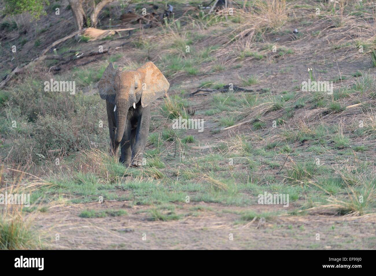 Western African Bush Elephant (Loxodonta africana) feeding near the ...