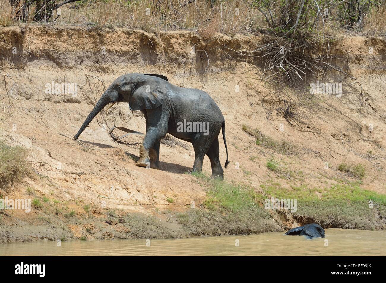 Western African Bush Elephant (Loxodonta africana) climbing on the bank ...