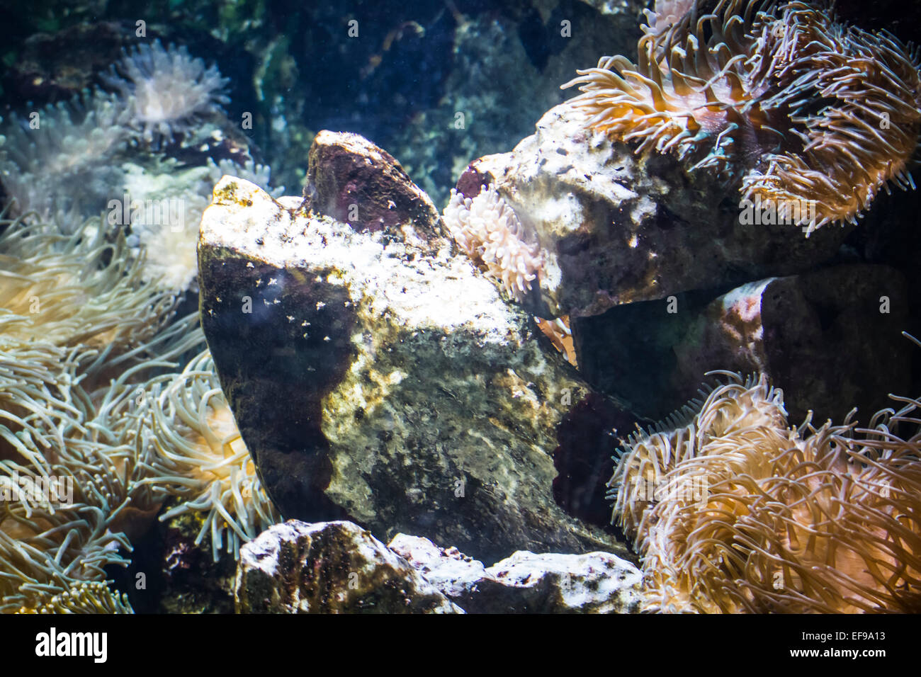 seabed with fish and coral reef Stock Photo - Alamy