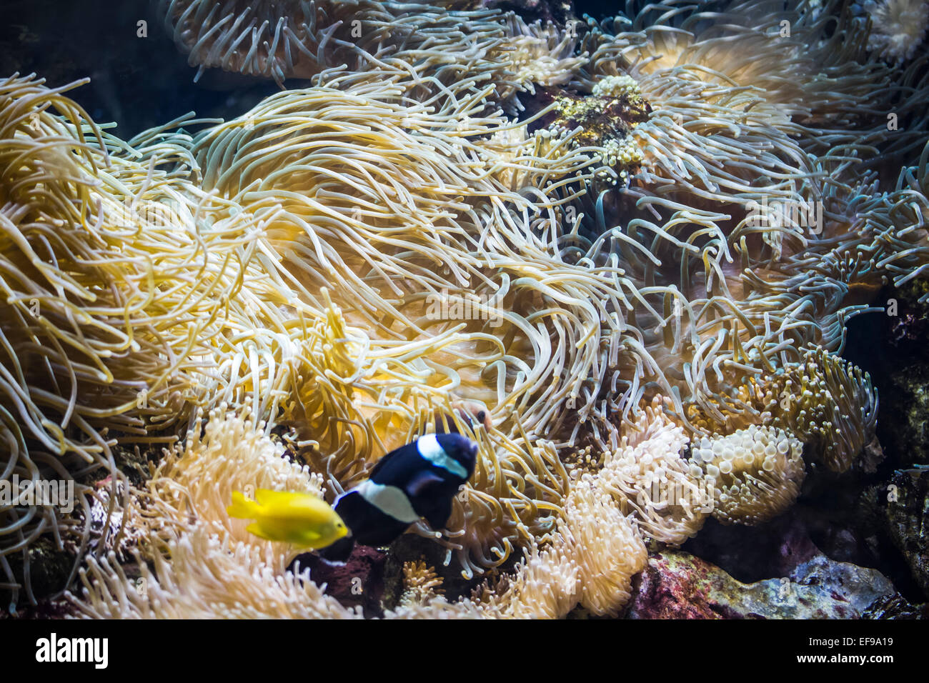 seabed with fish and coral reef Stock Photo - Alamy