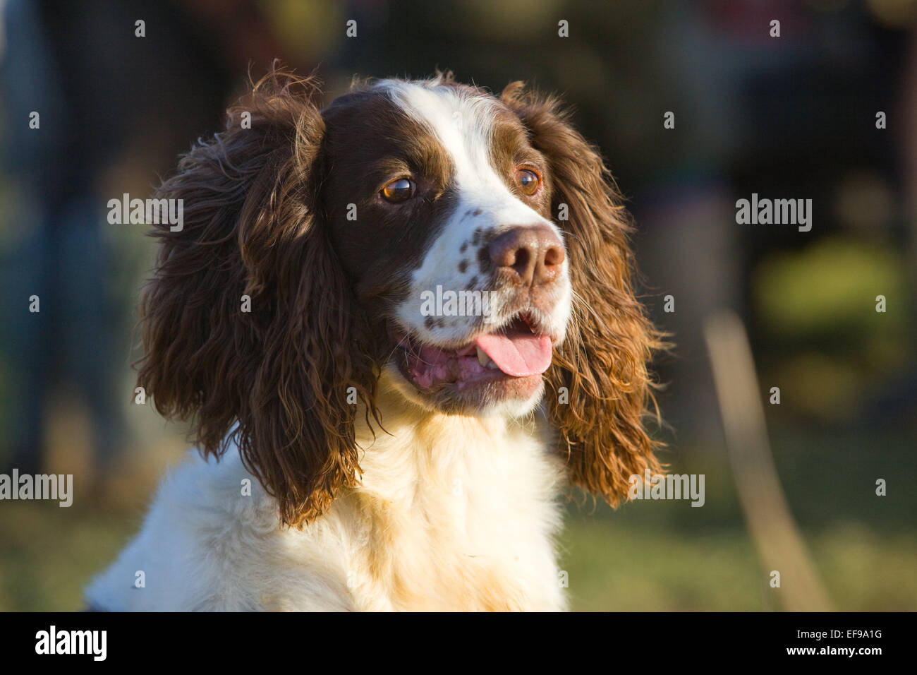 A liver and white English Springer Spaniel on a pheasant shoot in ...