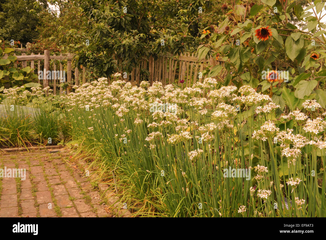 Wild Garlic (Ransomes) Growing in the Fruit and Vegetable Garden at ...