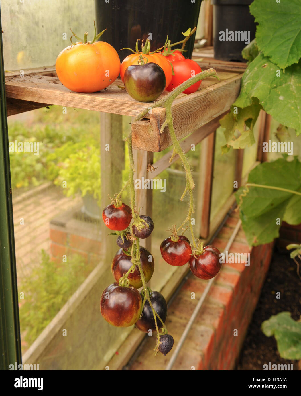 Artistic Display of Tomatoes in the Greenhouse of the Fruit and ...