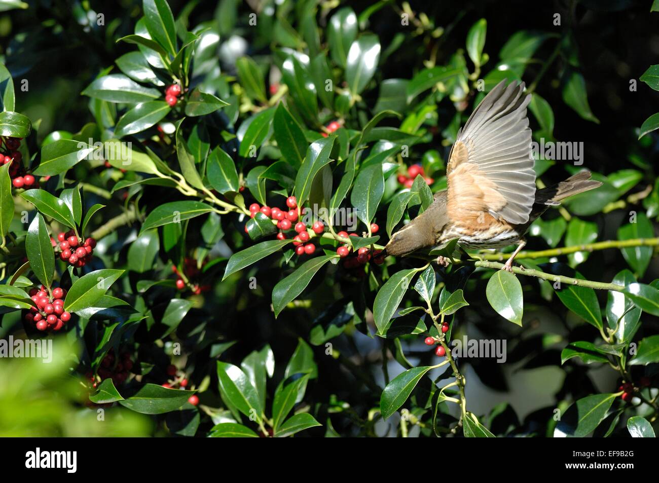 Redwing - Red-winged Thrush (Turdus iliacus) eating berries of Holly ...
