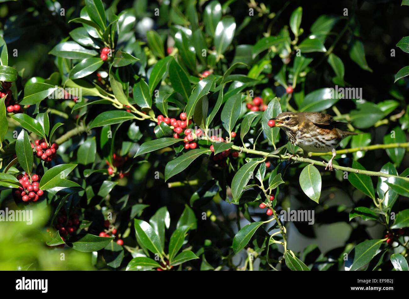 Redwing - Red-winged Thrush (Turdus iliacus) eating berries of Holly ...