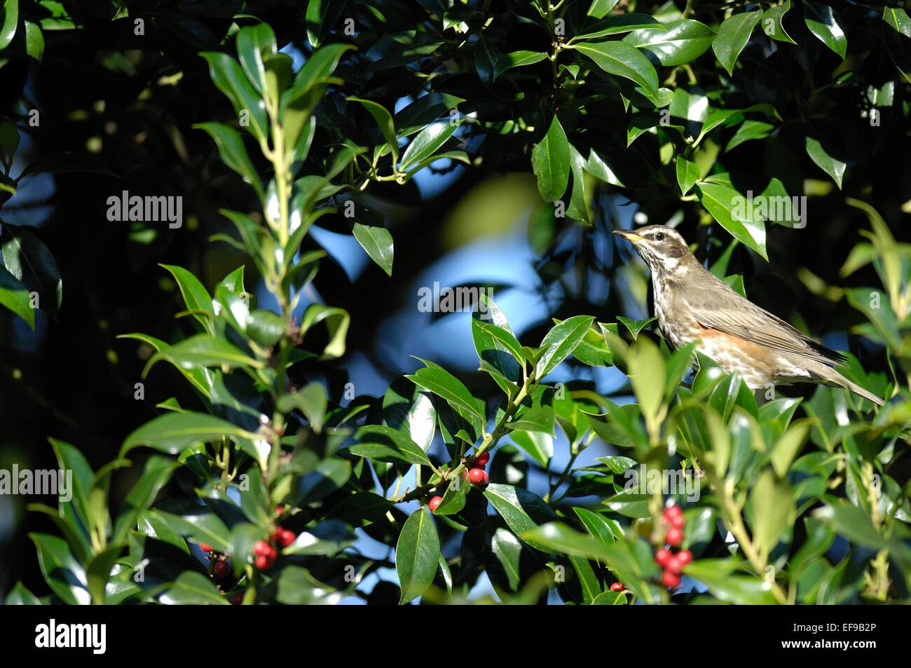 Redwing - Red-winged Thrush (Turdus iliacus) looking for berries on ...